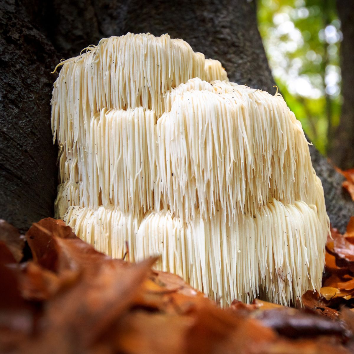 Reversing Alzheimers and Dementia: Lion’s Mane Mushroom Powder ...